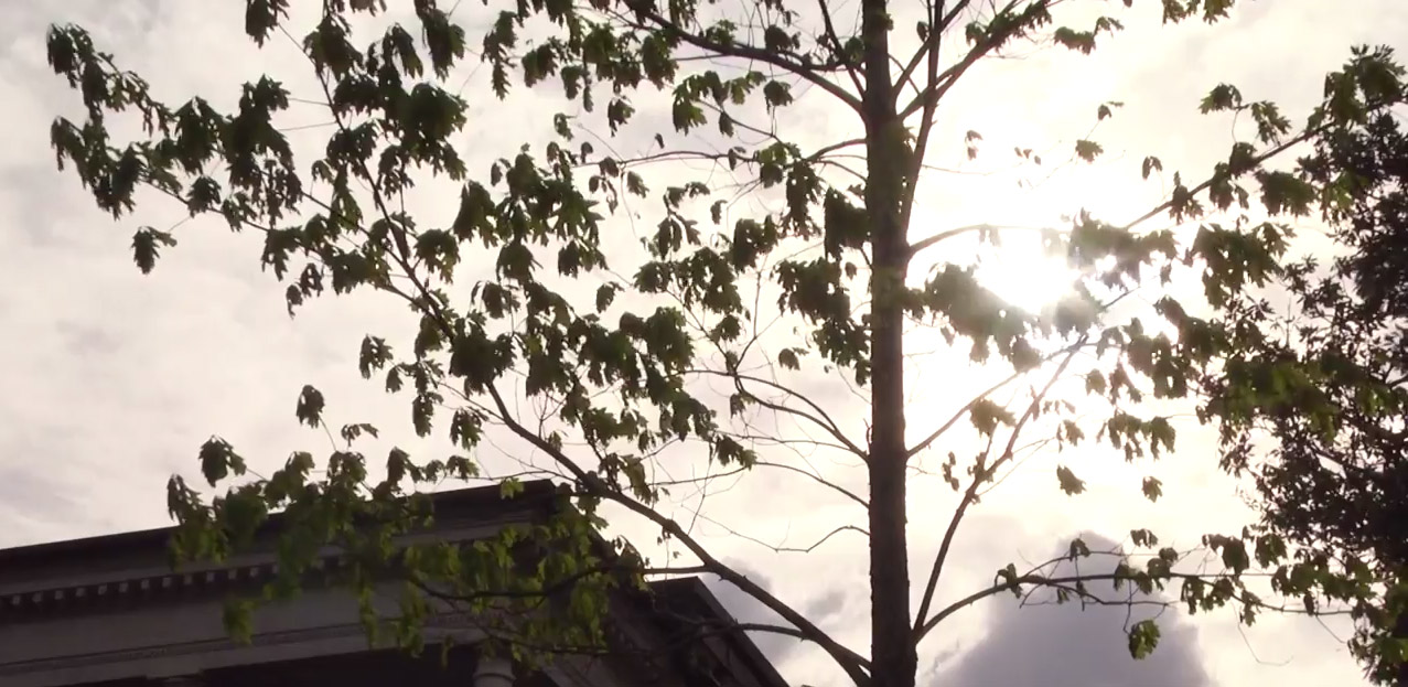 The life, legacy and purpose of Augusta’s Arsenal Oak – Jagwire