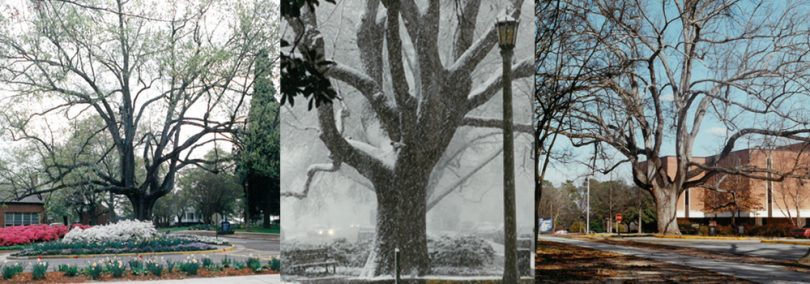 The life, legacy and purpose of Augusta’s Arsenal Oak – Jagwire