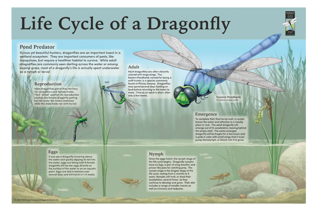 Augusta University medical illustration students bridge the gap between ...