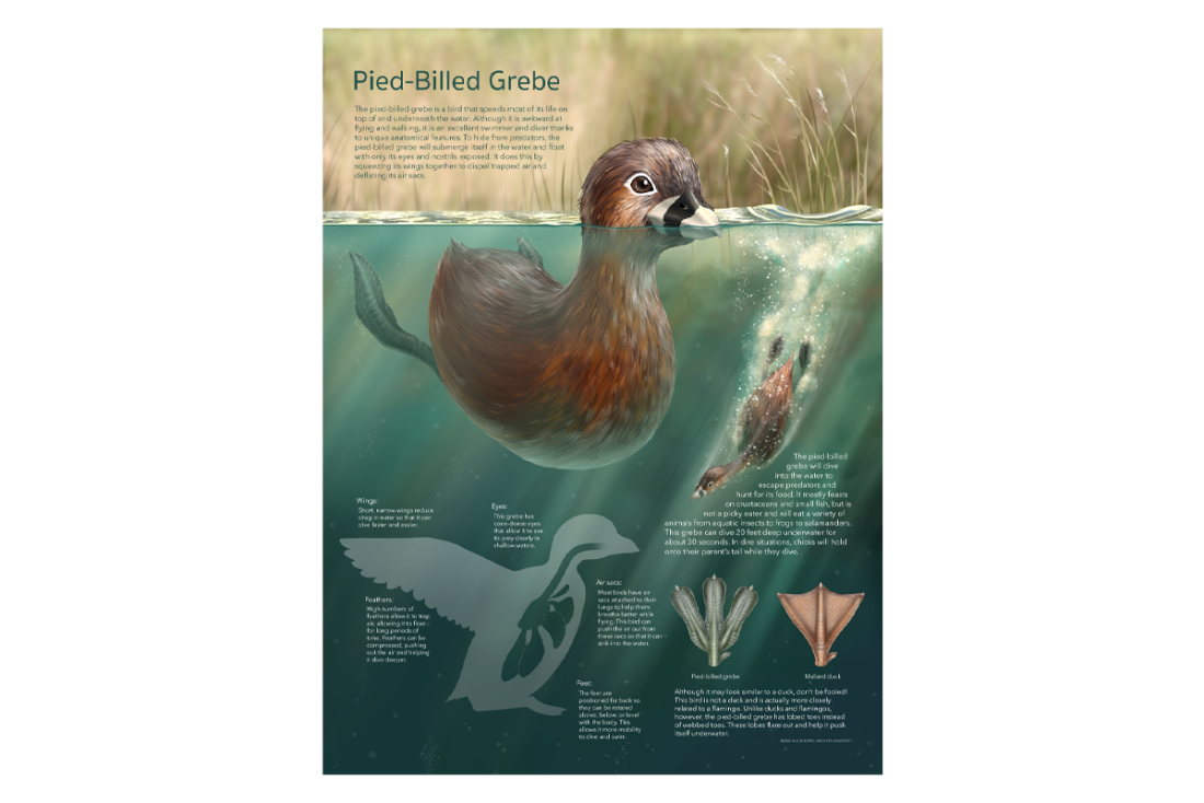 Augusta University medical illustration students bridge the gap between ...