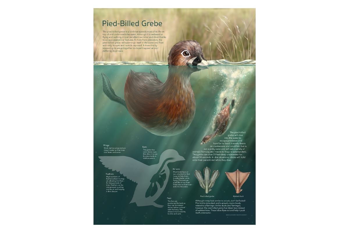 Augusta University medical illustration students bridge the gap between ...